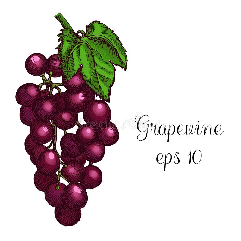 Color Grapevine Seamless Pattern Based on Hand Drawn Sketch. Stock ...