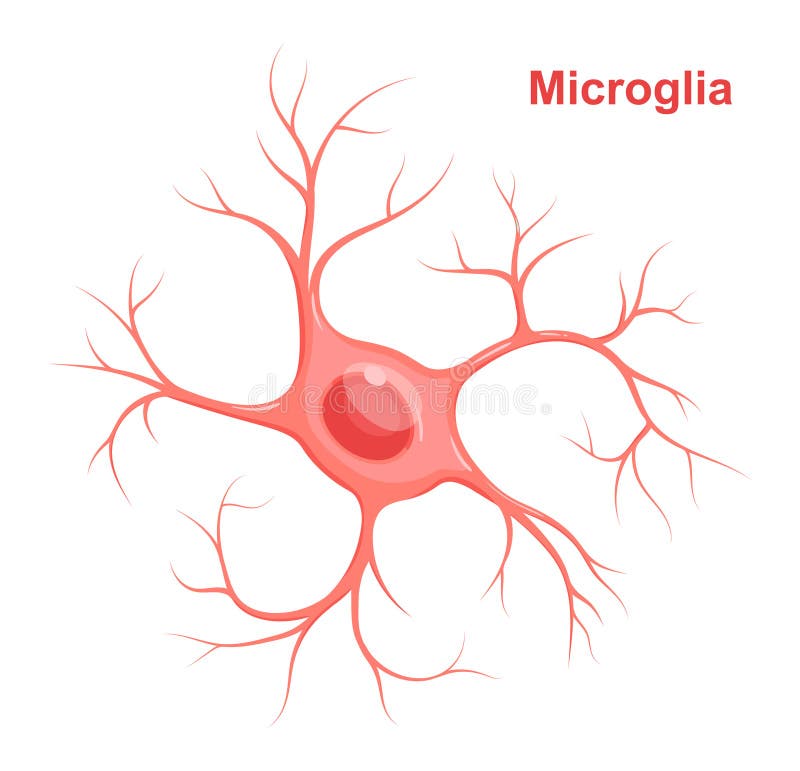 Vector Illustration of Microglia. Neuroglia Glial Cell Stock Vector ...