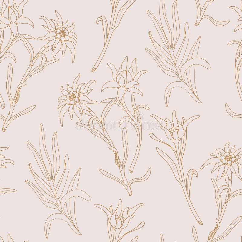 Edelweiss Illustration, Drawing, Engraving, Ink, Line Art, Vector Stock ...