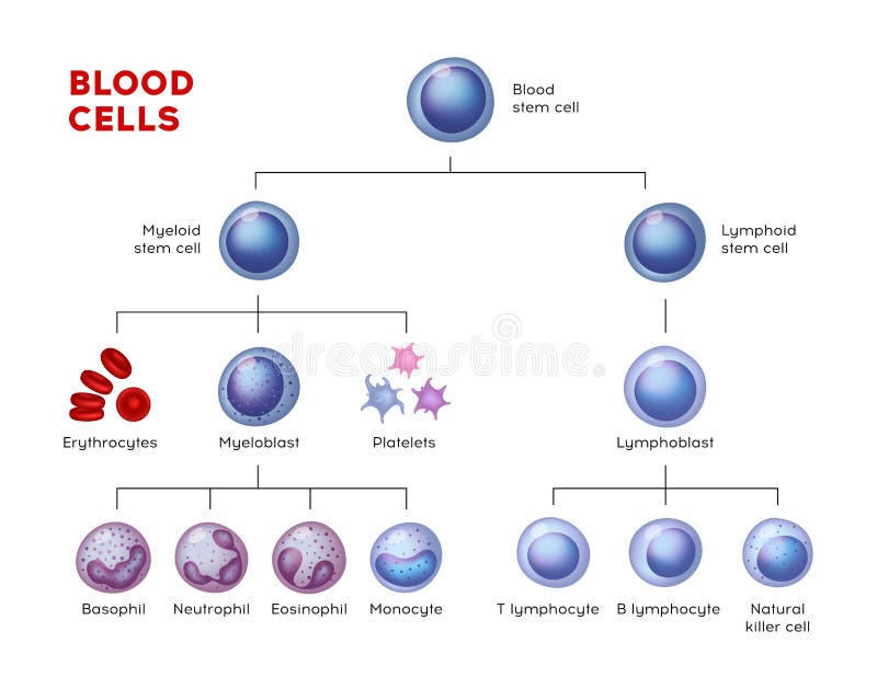 Composition of Blood Vector Illustration. Labeled Anatomical Structure ...