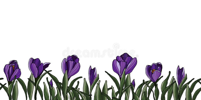 Crocus Flower And Seamless Floral Border Stock Vector - Illustration of ...