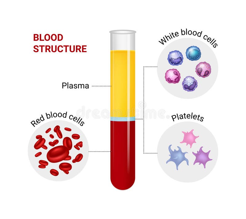 Vector Diagram of Blood Composition. Educational Illustration Stock ...