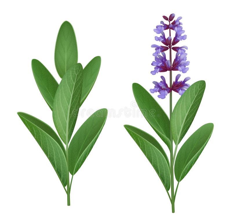 Sage Background Vector Illustration Stock Illustrations – 5,110 Sage ...