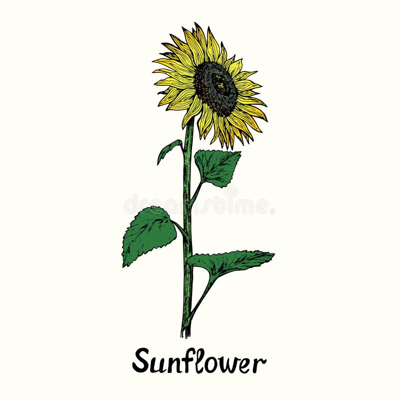Sunflower on Stem with Leaves, Side View, Simple Doodle Drawing with ...