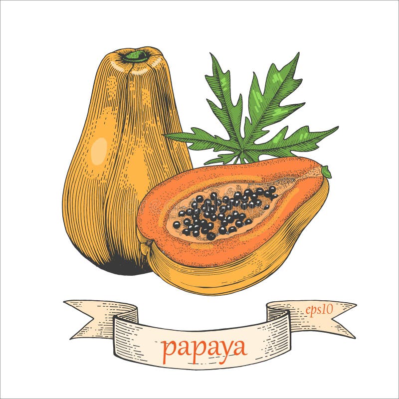 Papaya Graphics Stock Illustrations – 660 Papaya Graphics Stock ...