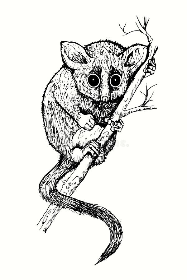 Forest Dormouse Stock Illustrations – 34 Forest Dormouse Stock ...