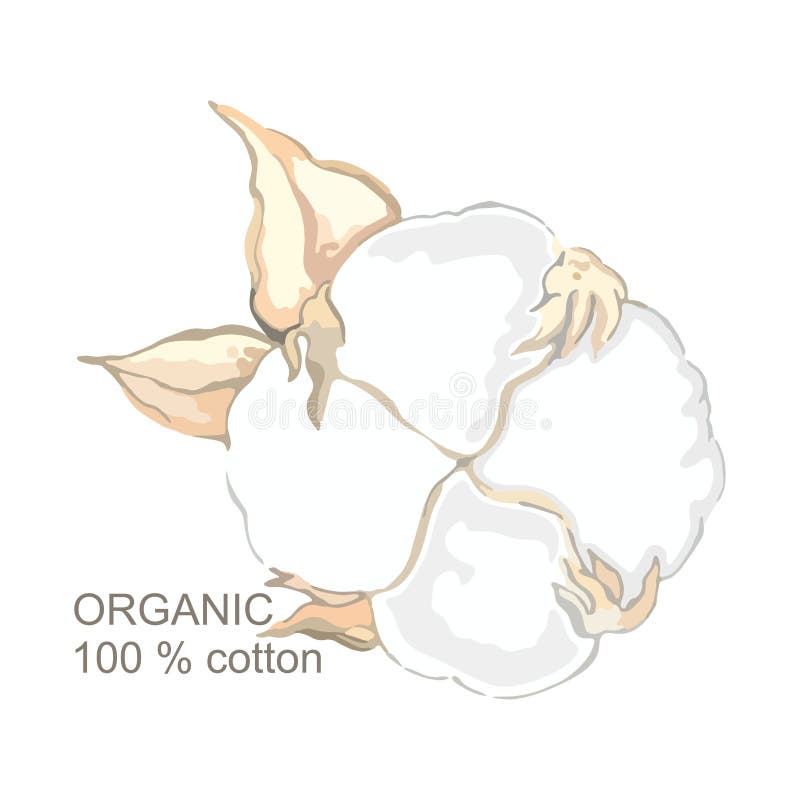 Cotton Flower. Cotton Ball is a Natural Product, Organic Cotton Stock ...
