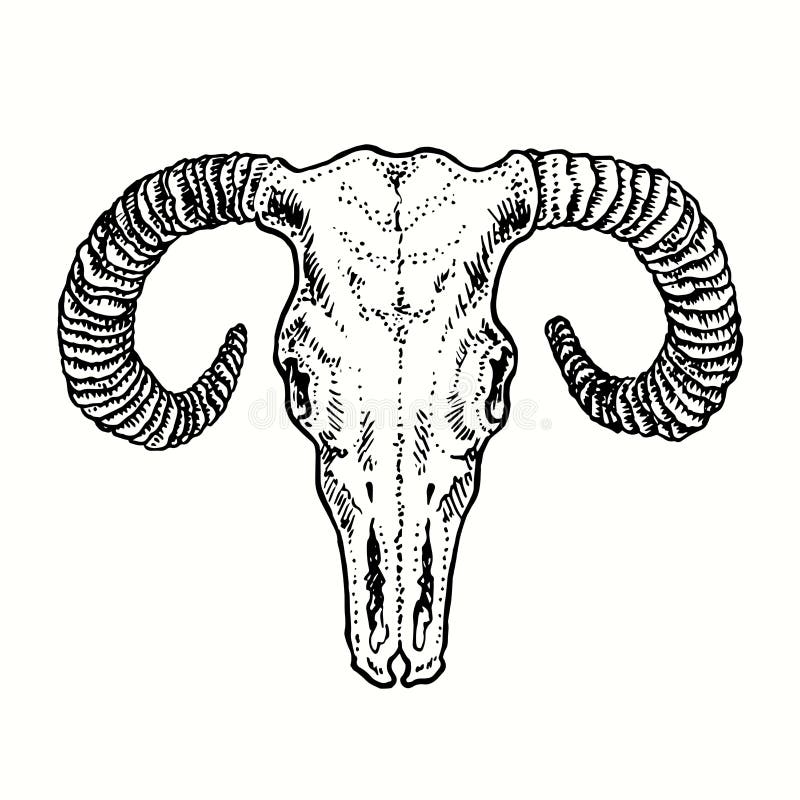 Ram Skull, Front View. Ink Black and White Drawing Stock Vector ...