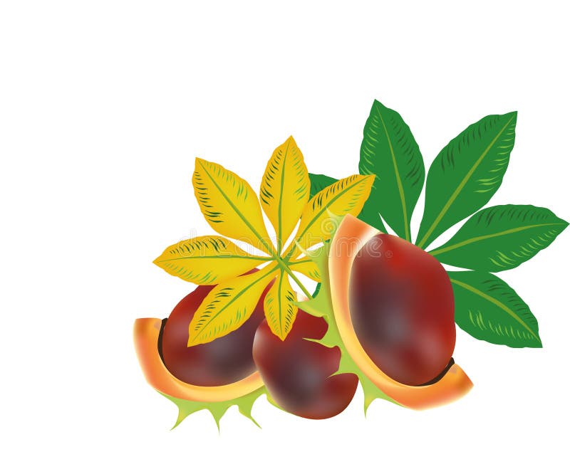 Chestnut Illustration, Drawing, Engraving, Ink, Line Art, Vector Stock ...