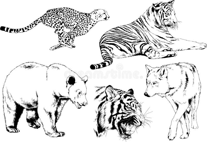 Set of Vector Drawings of Various Animals, Predators and Herbivores ...