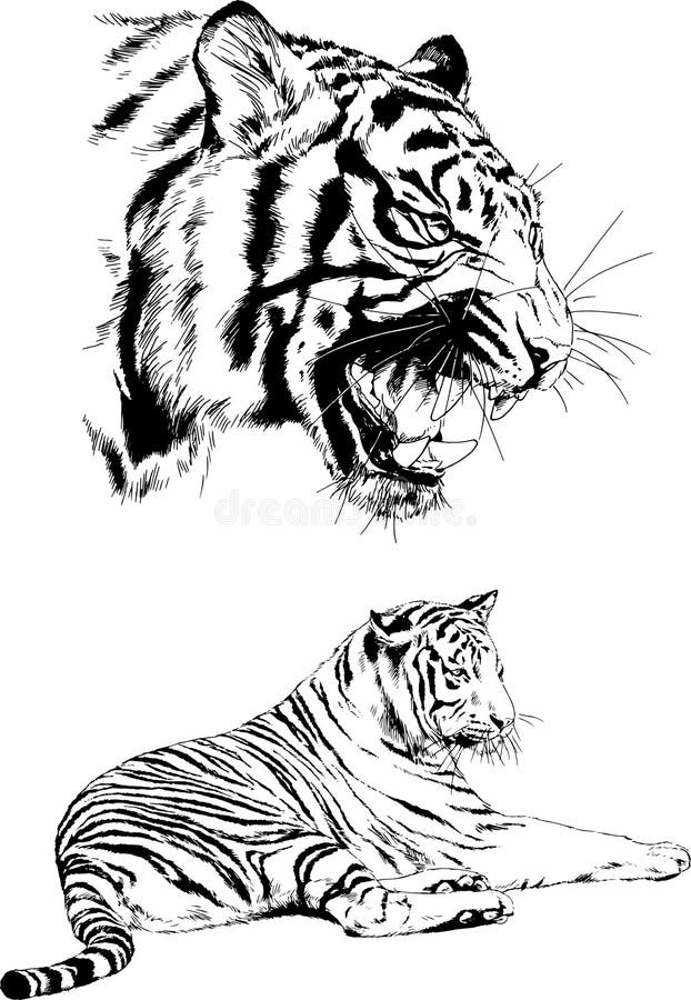 Vector Drawings Sketches Different Predator , Tigers Lions Cheetahs and ...