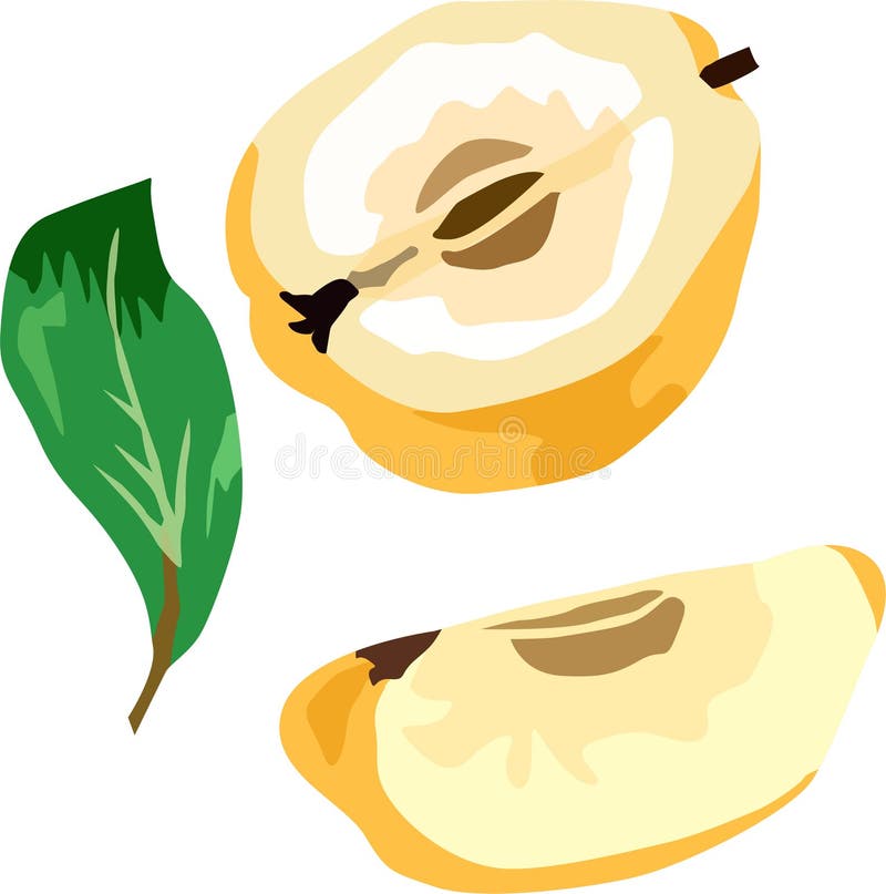 Quince Drawing Stock Illustrations – 985 Quince Drawing Stock ...