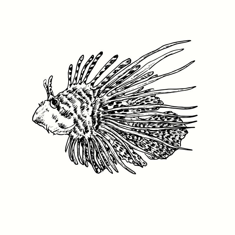 The Red Lionfish or Pterois Volitans Drawn by Black Ink. Stock Vector ...