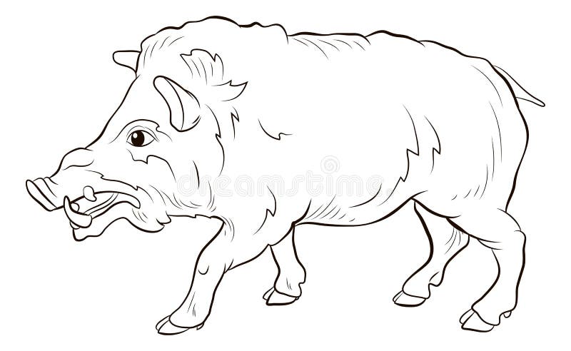 Wild Pig Coloring Pages Sketch Coloring Page