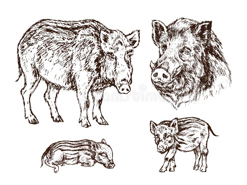 Wild Boar Sus Scrofa Collection, Pig Side View, Muzzle and Piglets ...