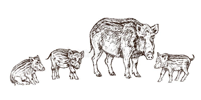 Wild Boar Sus Scrofa Pig Standing with Small Piglets, Gravure Style Ink ...