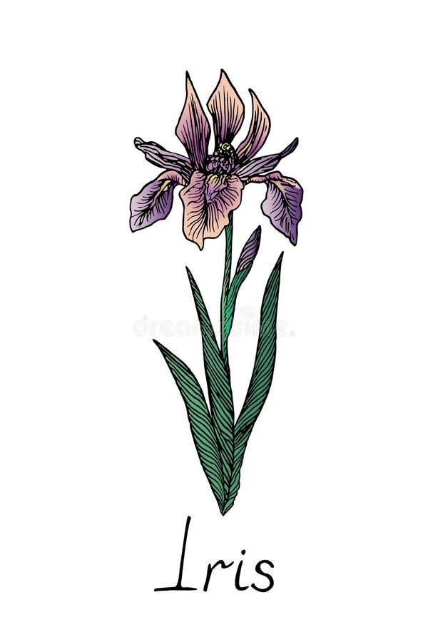 Iris Flower Pen and Ink Drawing Stock Illustration - Illustration of ...