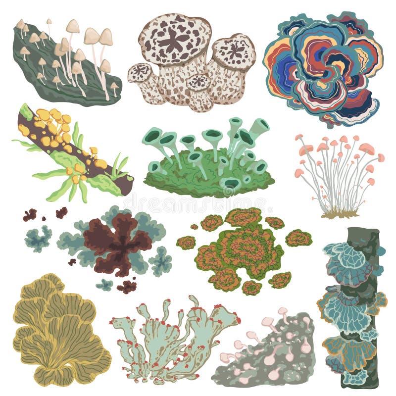 Collection of Mushrooms, Fungi, Lichen and Moss. Decorative Floral ...