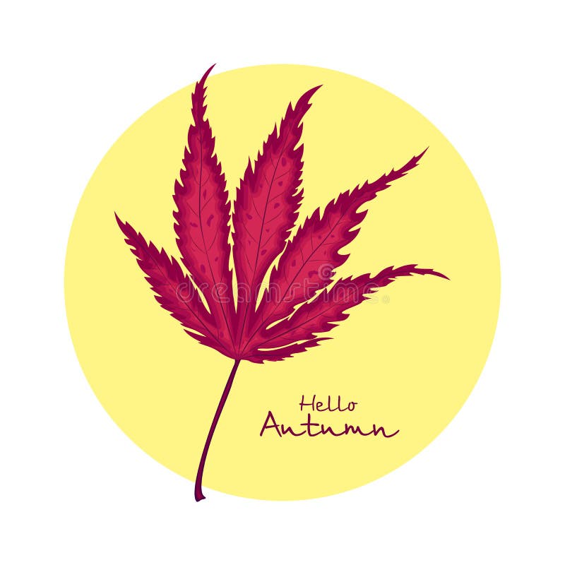 Japanese Maple Red Leaf, Vector Illustration Stock Vector ...