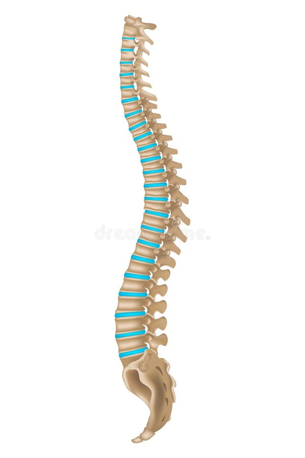 Human Spine Anatomy. Intervertebral Discs. Stock Vector - Illustration ...