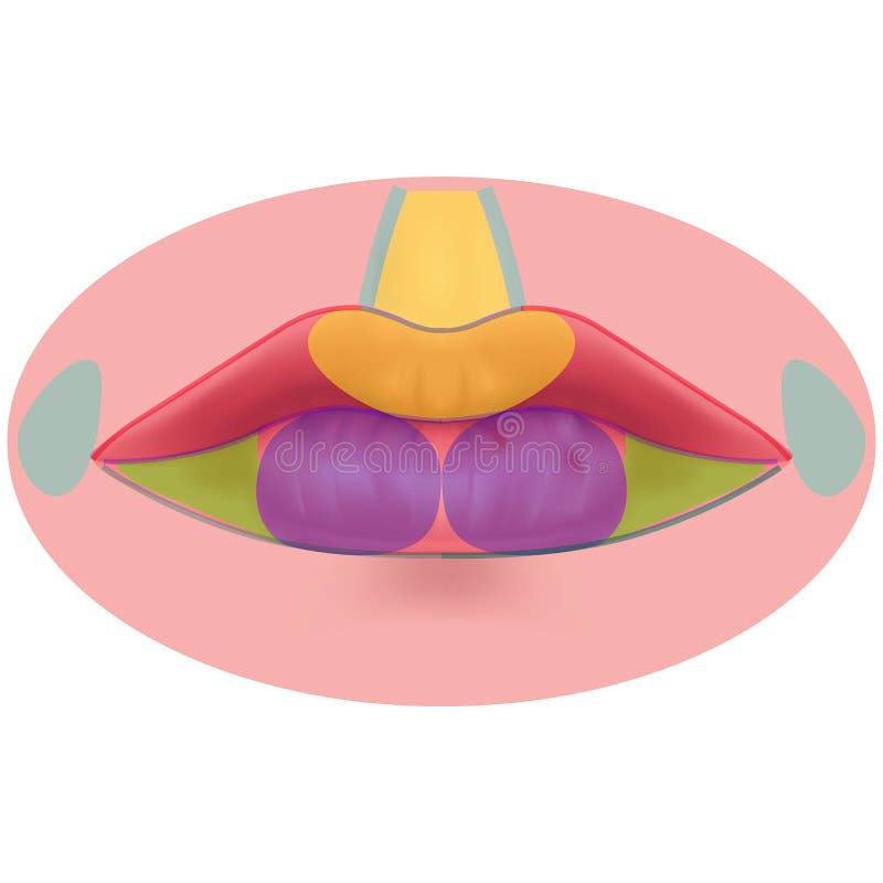 Lip Anatomy. Highlighted Areas. Diagram in Cosmetology Stock Vector ...