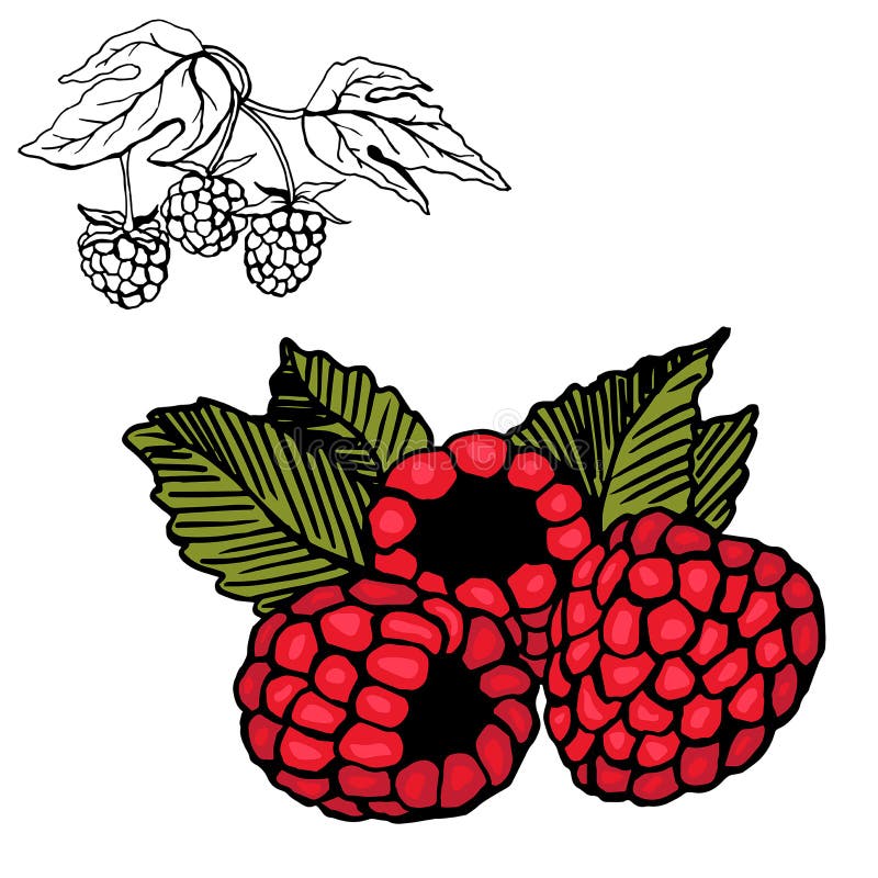 Raspberry Drawing. a Sketch with a Felt-tip Pen Stock Vector ...