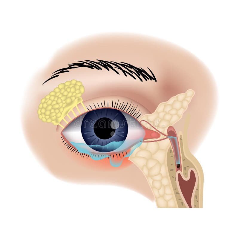 Eye Tear Ducts Stock Illustrations – 16 Eye Tear Ducts Stock ...