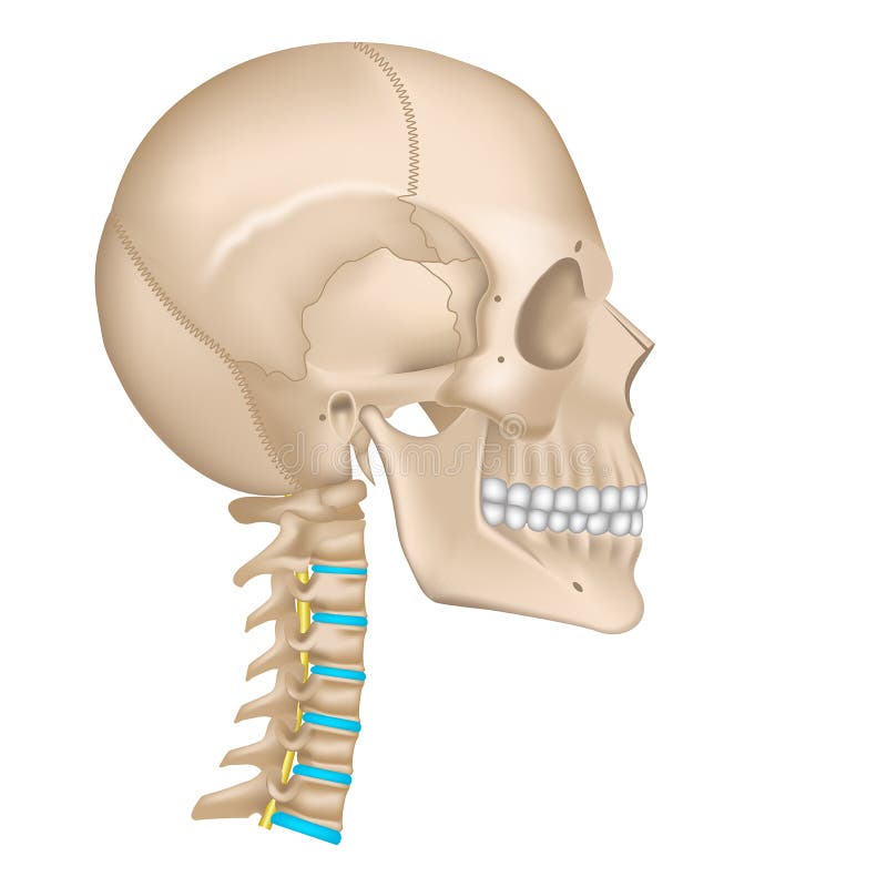 Skull and Cervical Spine. Head Skeleton in Profile Stock Vector ...