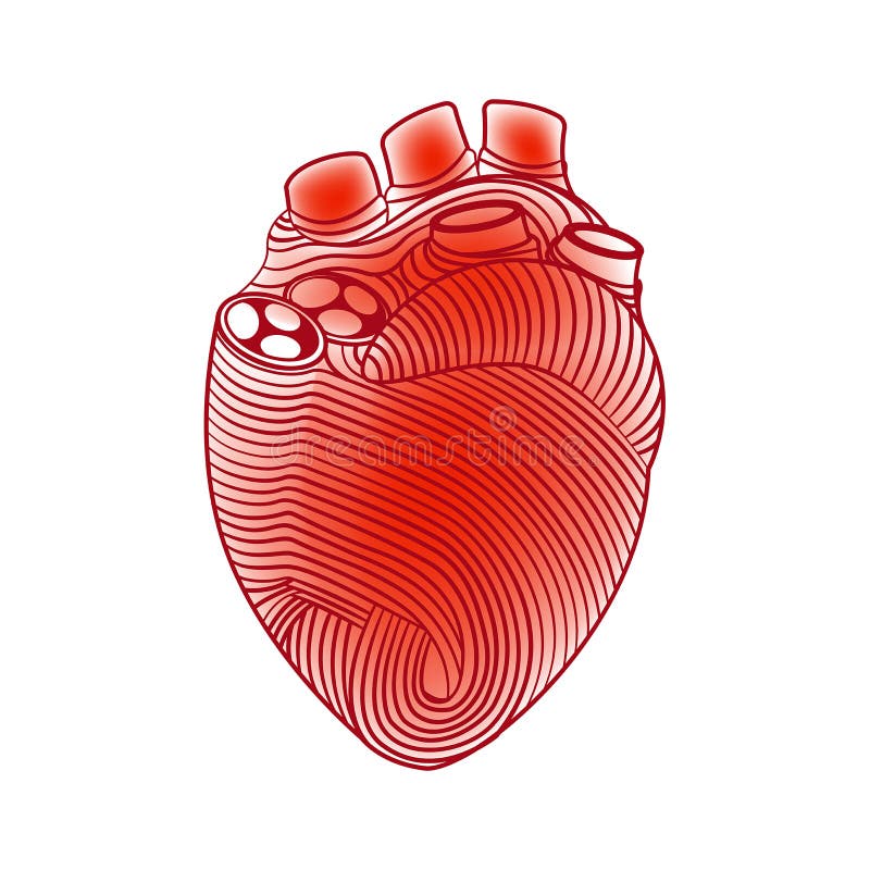 The External Structure of the Human Heart. Stock Vector - Illustration ...