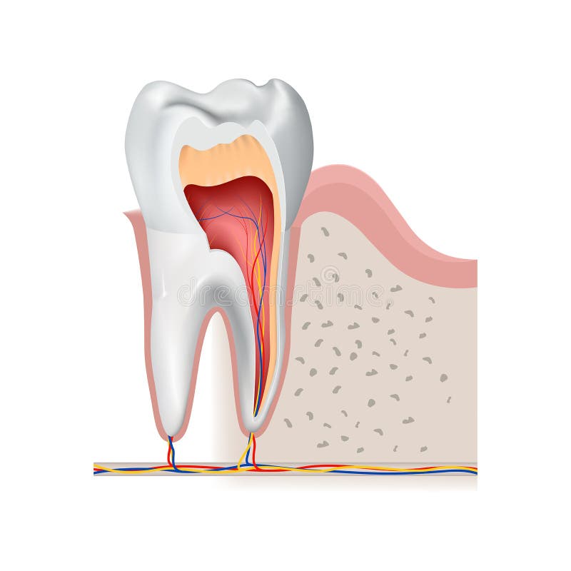 Structure Of Tooth Diagram Tooth Diagram