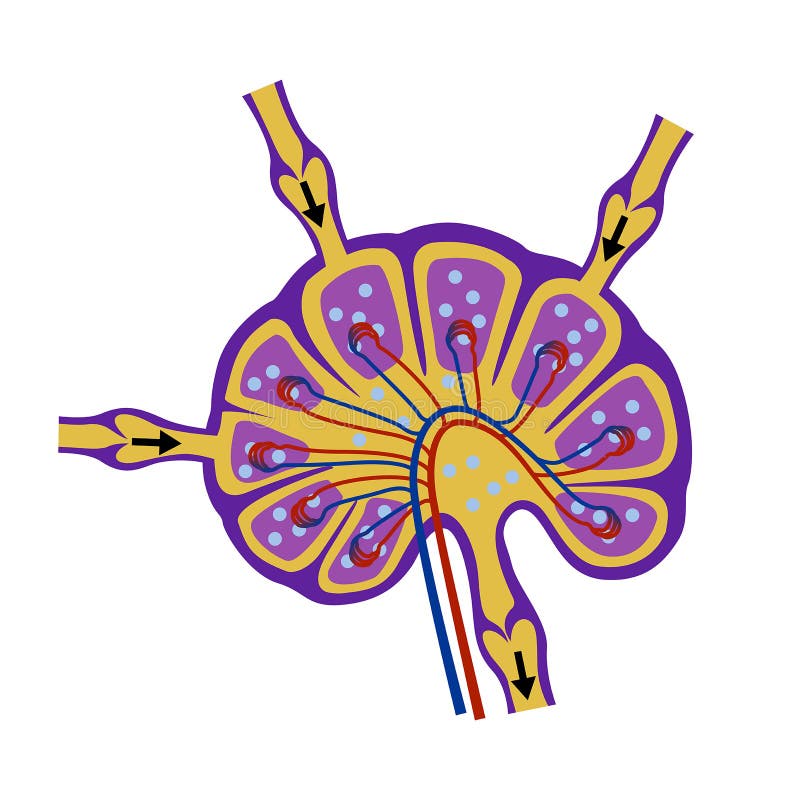 Lymph node anatomy stock vector. Illustration of vascular - 207782239