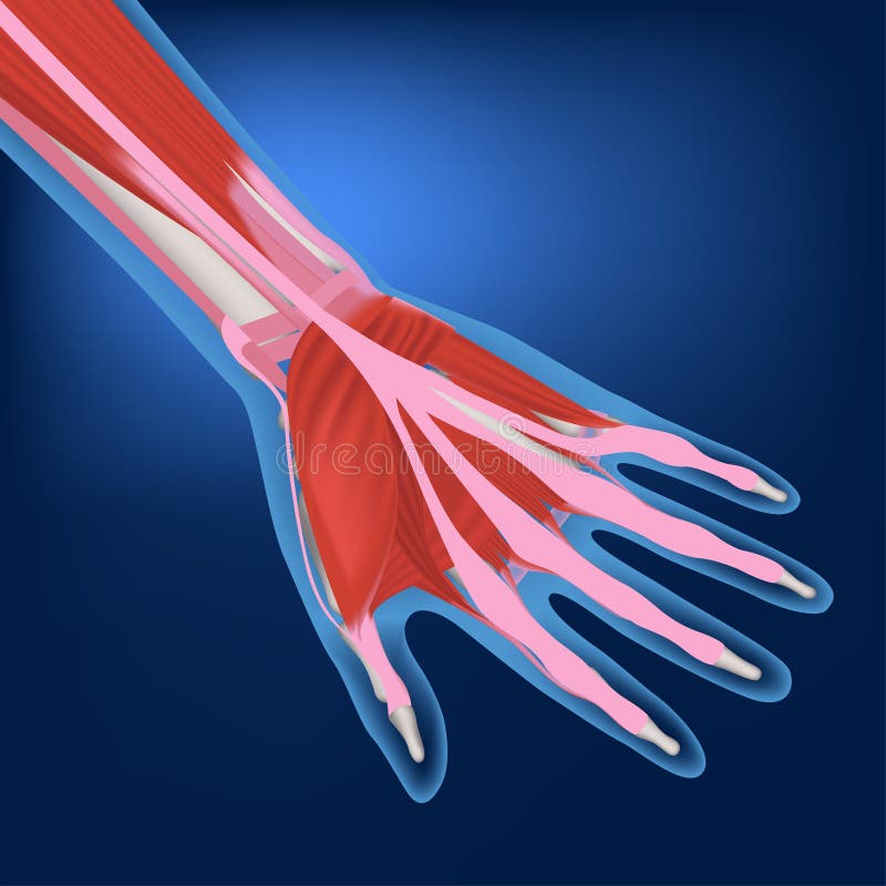Rendering of a Hand with Muscles and Tendons on a Blue Background ...