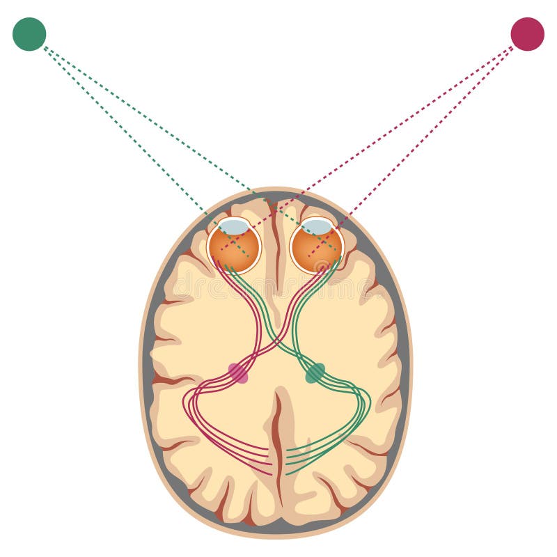 Visual System, Path. Infographic with a Diagram of How the Brain ...