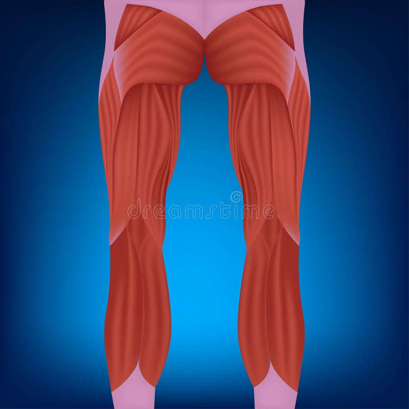 Standing Gluteus Stock Illustrations – 15 Standing Gluteus Stock ...