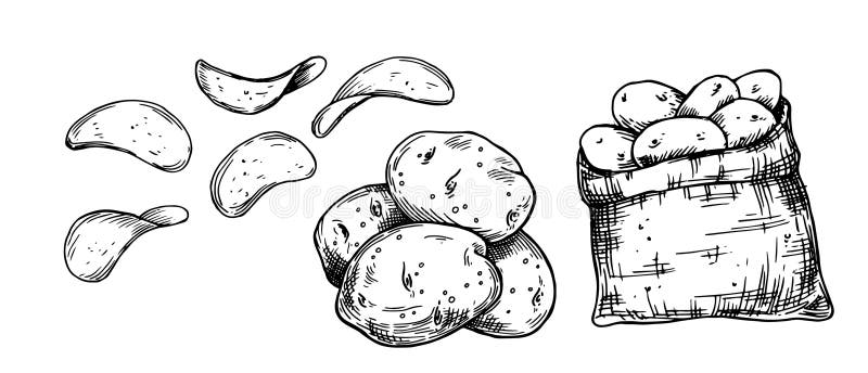 Set of Potatoes, Potatoes in a Bag, Chips. Vector Drawing in Sketch ...