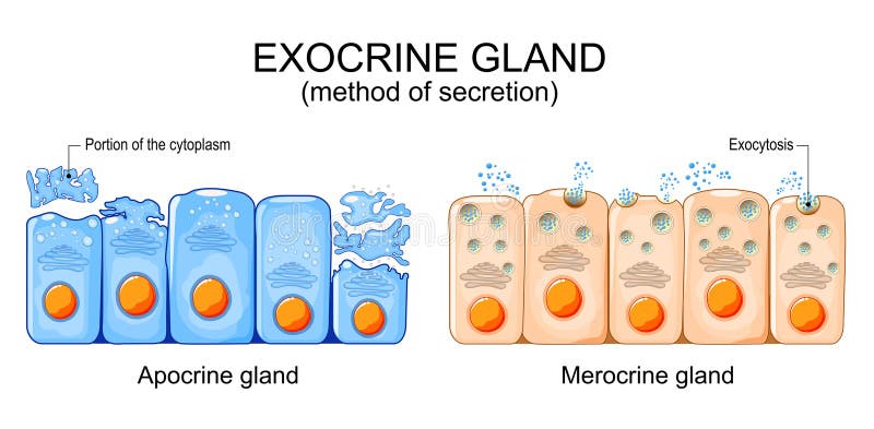 Exocrine Gland. Apocrine Gland Cells and Merocrine Cells Иллюстрация ...