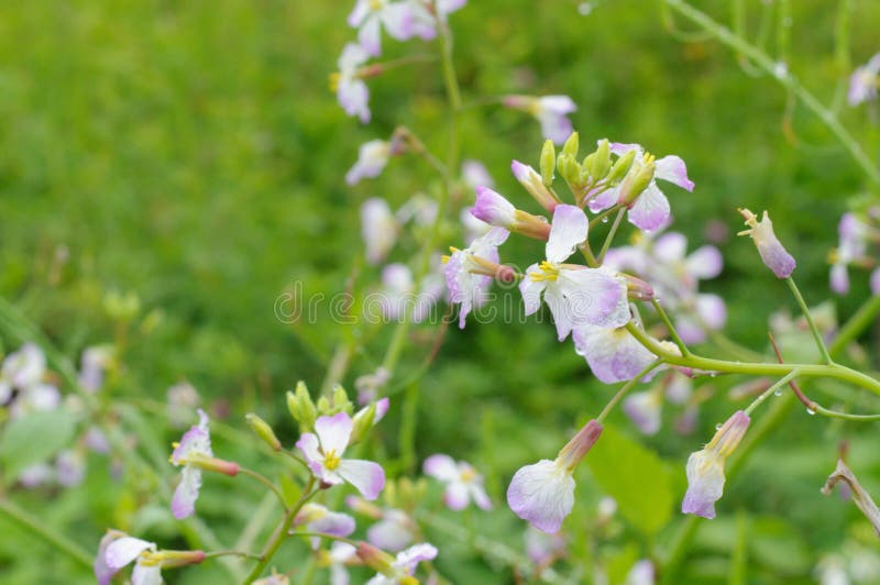 Ð¡ardamine Pratensis. Beautiful Wildflowers with Raindrops Stock Image ...