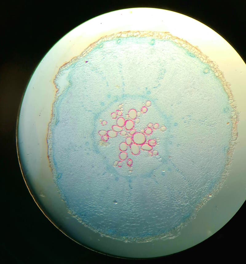 Tissues of Secondary Root Structure, Microscopic Photography Stock ...
