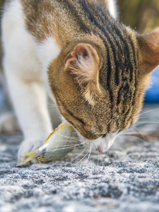 Cat is Eating Fish Outdoor. Close-up Stock Photo - Image of gray ...