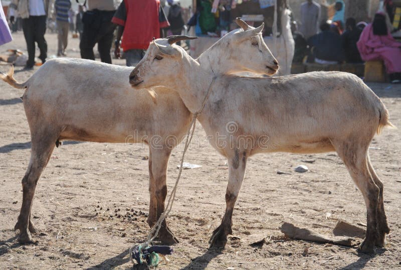 Goats Somalia Stock Photos - Free & Royalty-Free Stock Photos from ...
