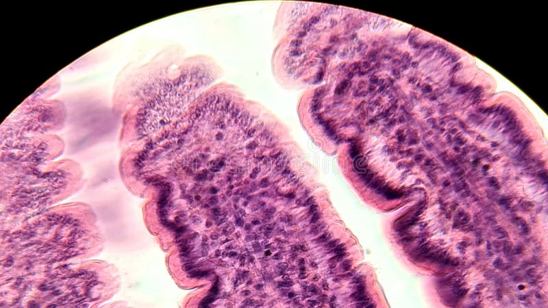 Ð¡iliated Epithelium of the Intestine Under a Microscope Stock Photo ...