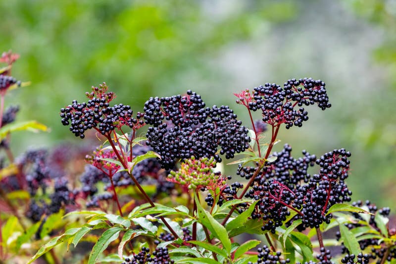Ð¡luster of Black Elderberries. Elderberry Bush with Berries Stock ...
