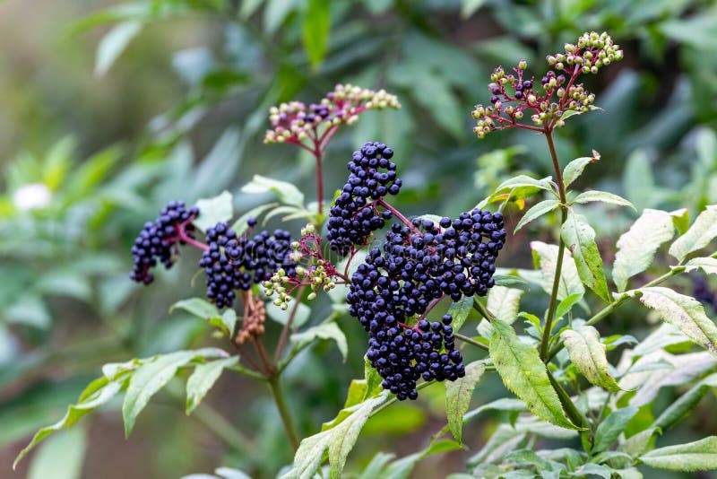 Ð¡luster of Black Elderberries. Elderberry Bush with Berries Stock ...