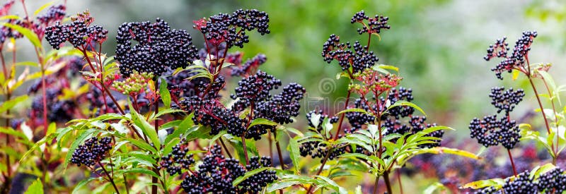Ð¡luster of Black Elderberries. Elderberry Bush with Berries Stock ...