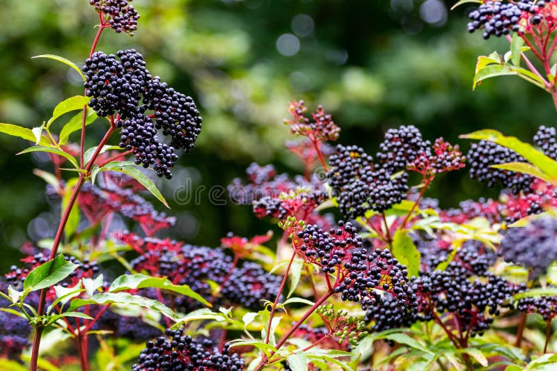 Ð¡luster of Black Elderberries. Elderberry Bush with Berries Stock ...