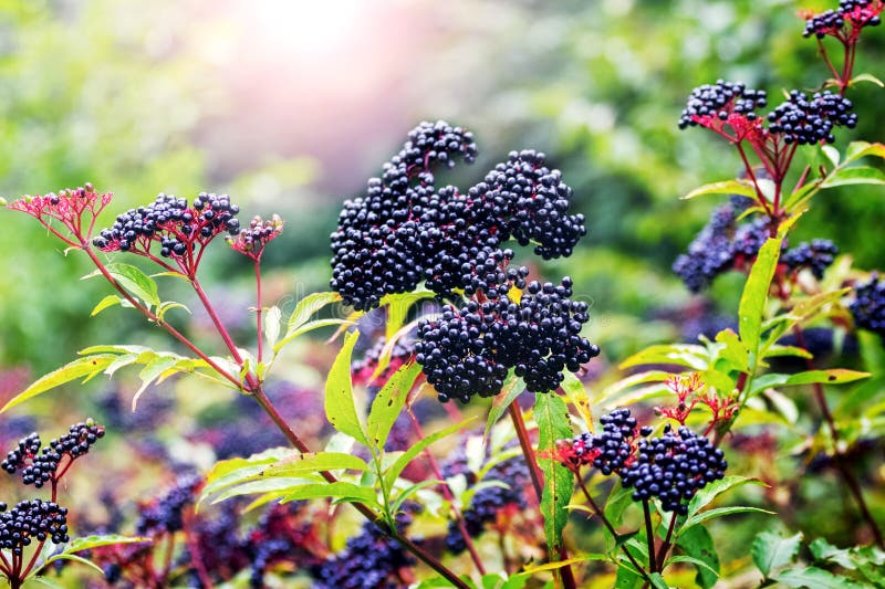 Ð¡luster of Black Elderberries. Elderberry Bush with Berries in Sunny ...