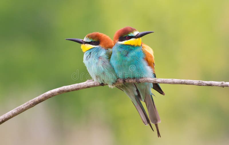 345 Birds Cuddling Stock Photos - Free & Royalty-Free Stock Photos from ...