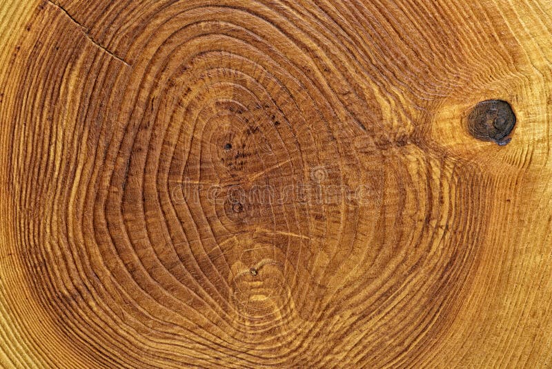 115 Ash Tree Trunk Cross Section Stock Photos - Free & Royalty-Free ...