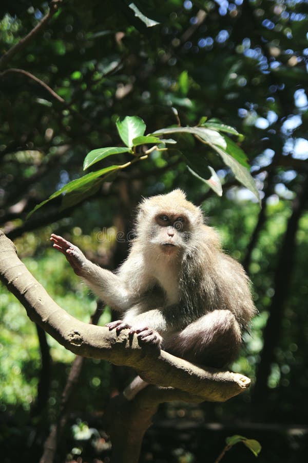 Ð¡ute Monkey Sitting on Branches in Sunny Forest Stock Image - Image of ...