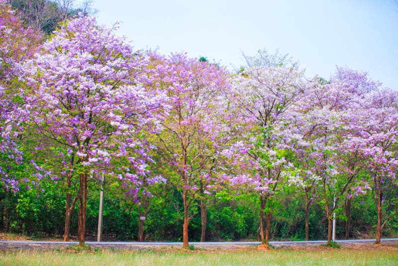 Дерево Jarul стоковое изображение. изображение насчитывающей пуща ...